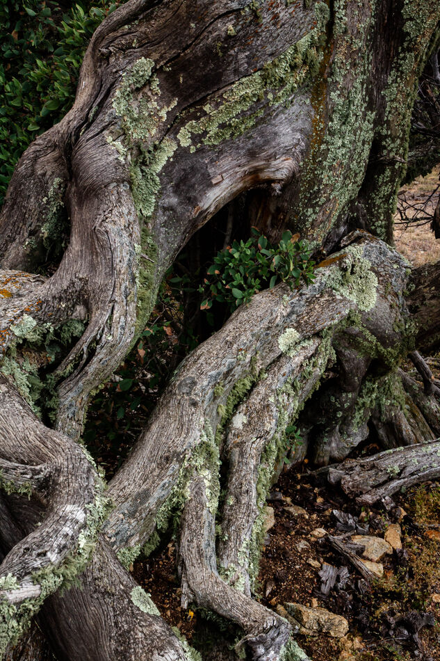 Trees with a past: Burro Mountains, NM #2: Since I forgot to mention it ...