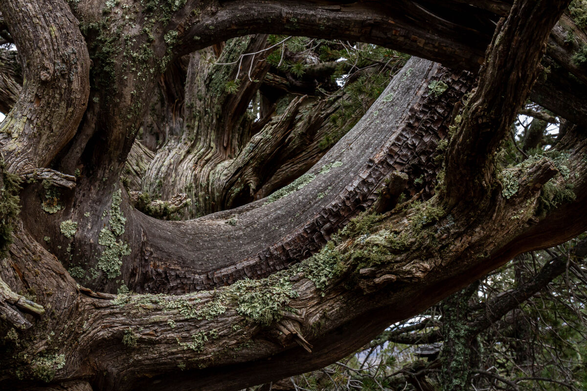 Trees with a past: Burro Mountains, NM #2: Since I forgot to mention it ...