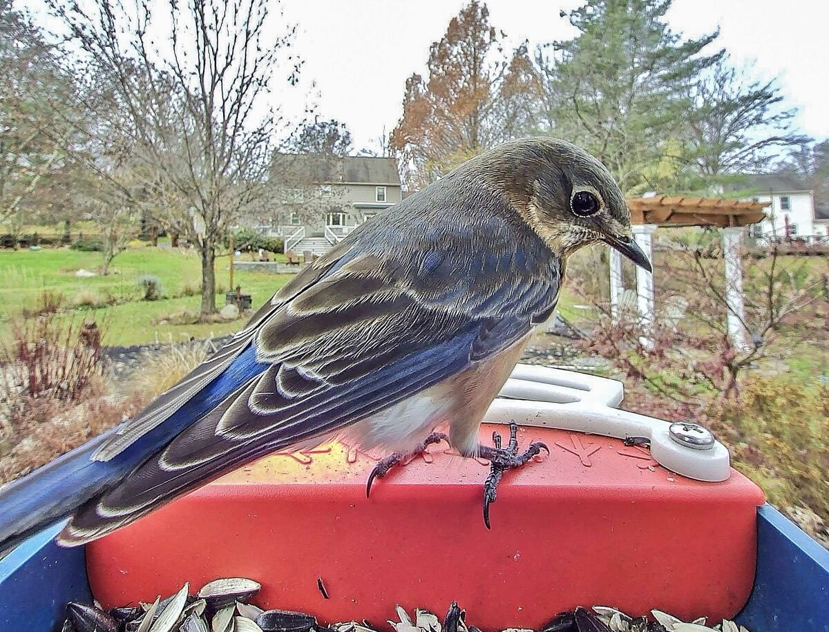 BirdBuddy Bluebird: BirdBuddy camera caught this bluebird yesterday ...