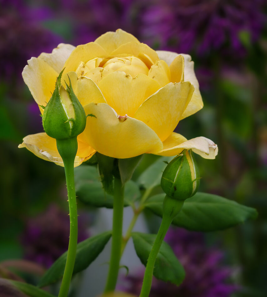 Backyard flowers again - II: The yellow roses were looking good before ...