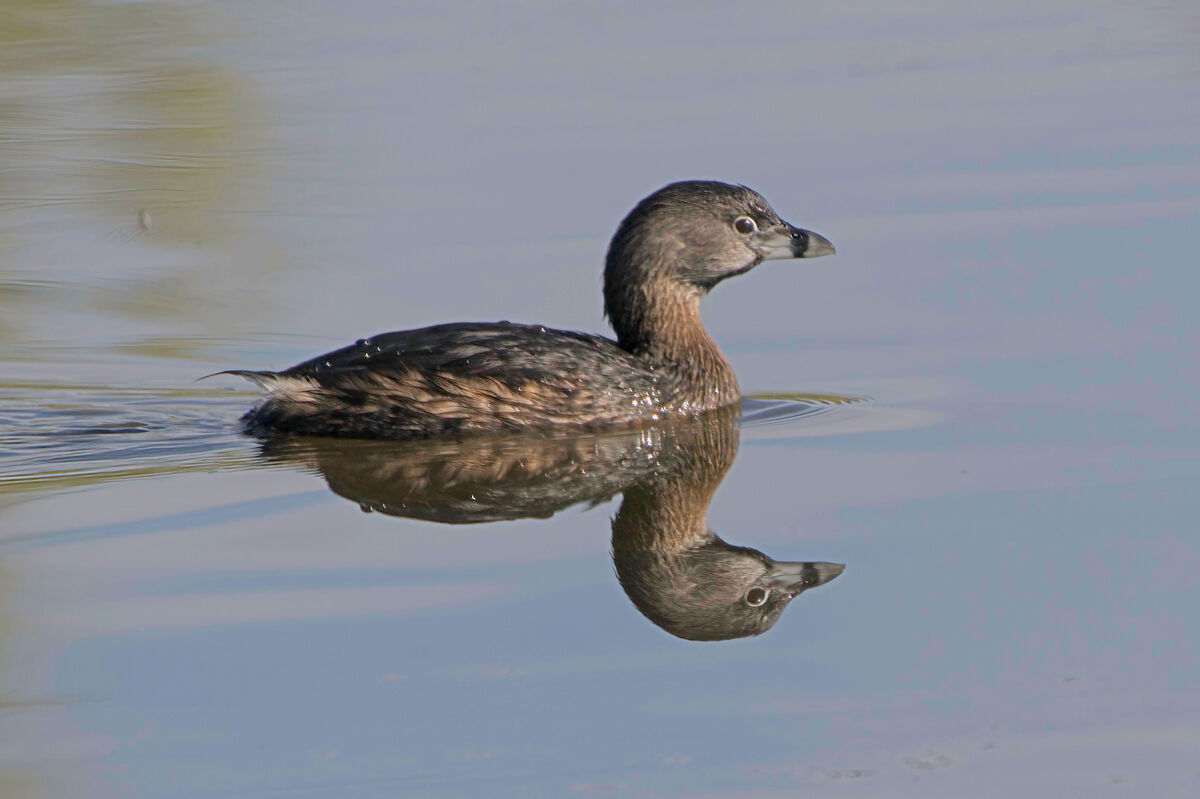 A fun day at the pond: It was pretty tame at the pond yesterday for ...