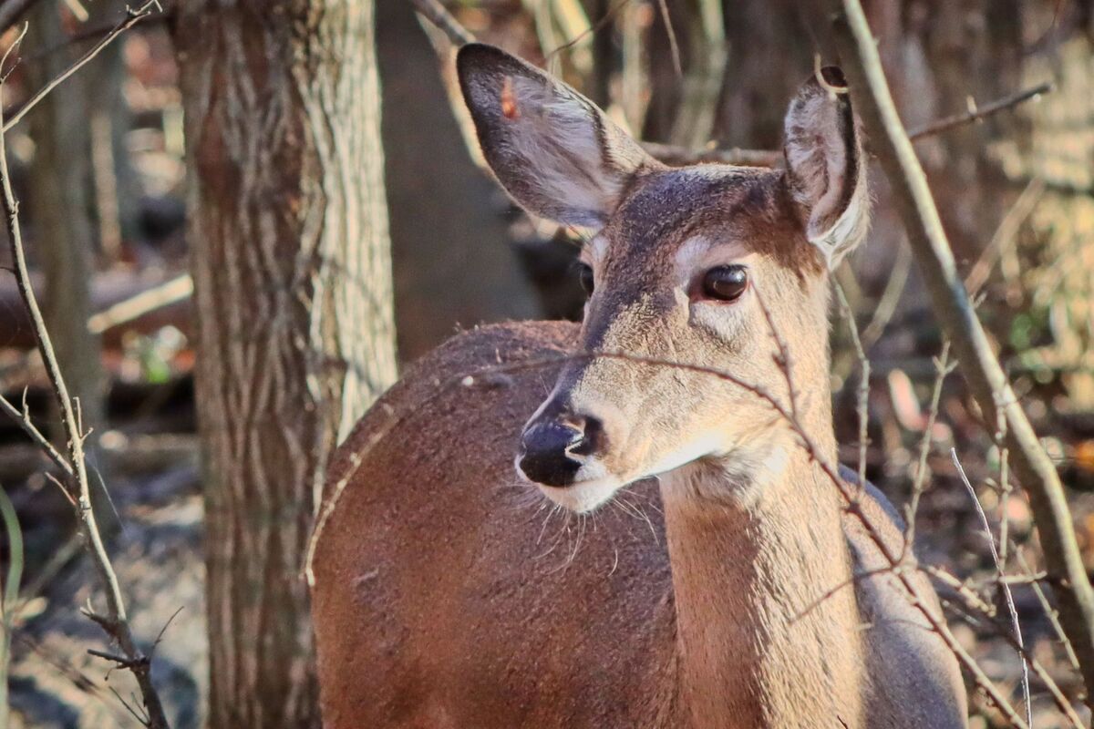 Some more of the deer at the creek: Shot these the other day, close to ...