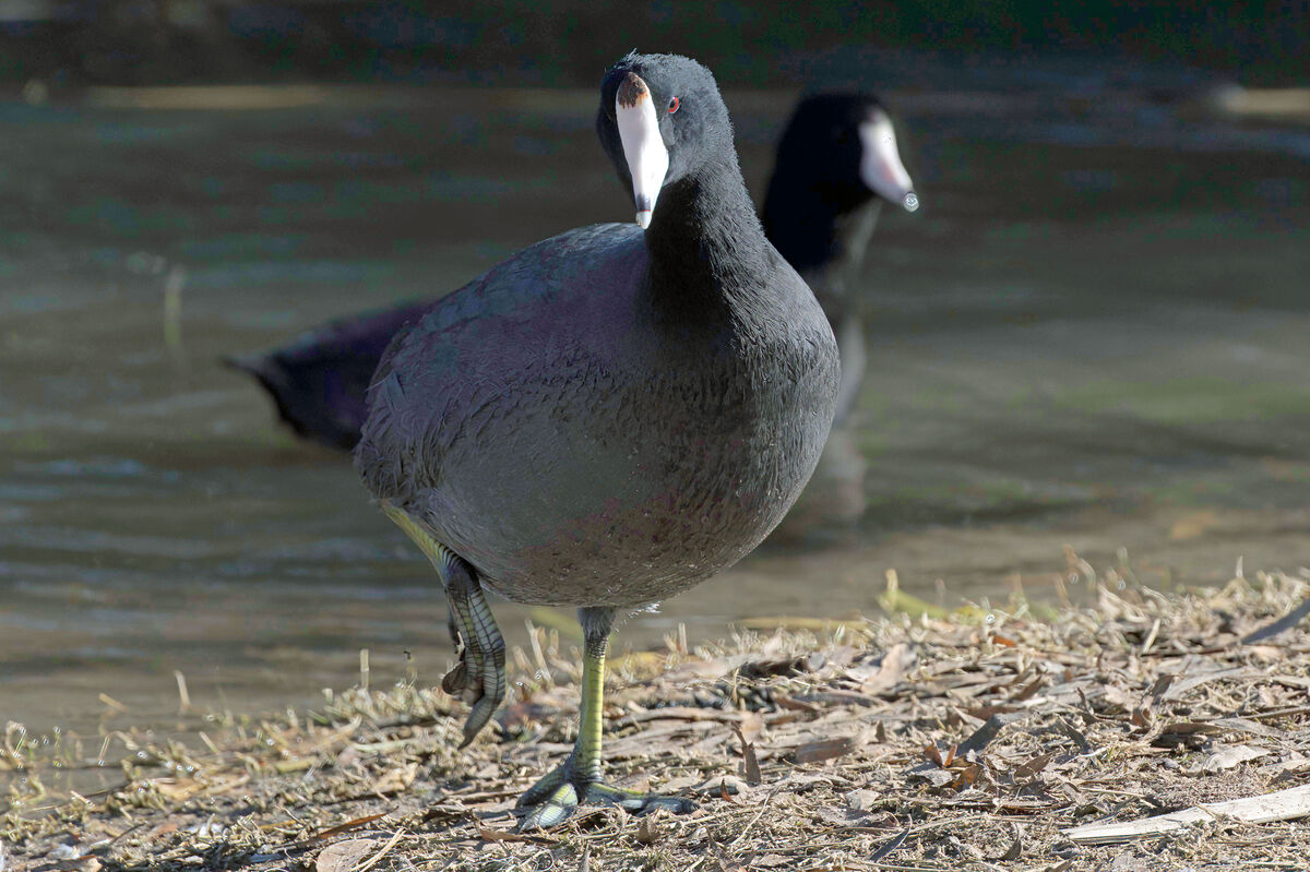 Snow Goose and Coots: I had a busy day birding yesterday in Tucson. I ...
