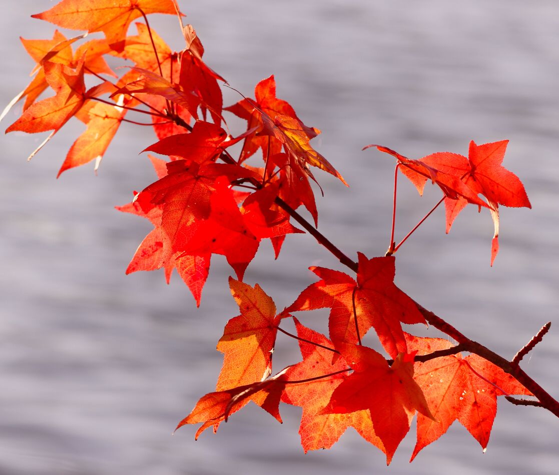 A leaf shot: While walking the creek the other day, while it was cool ...