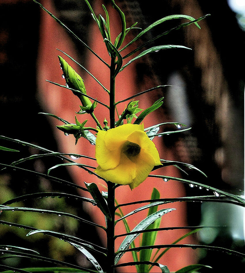 Todays flowers: Thanks for viewing.