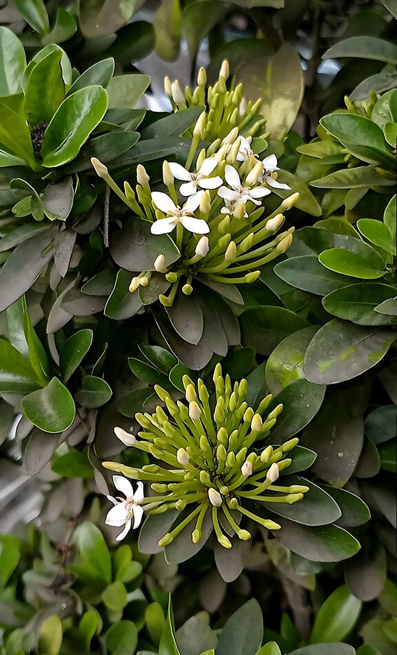 Todays flowers: Thanks for viewing.