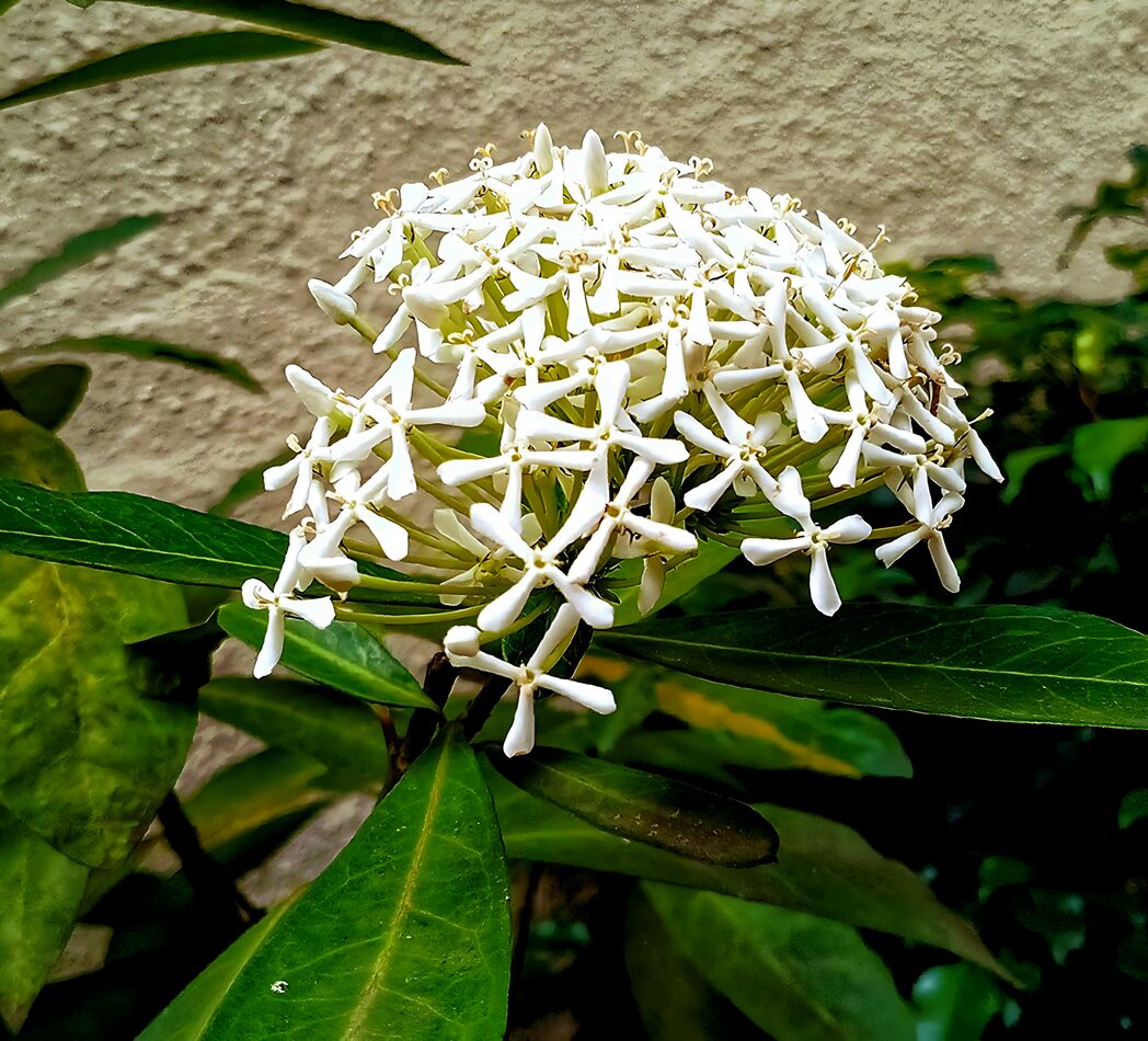 Todays flowers: Thanks for viewing.