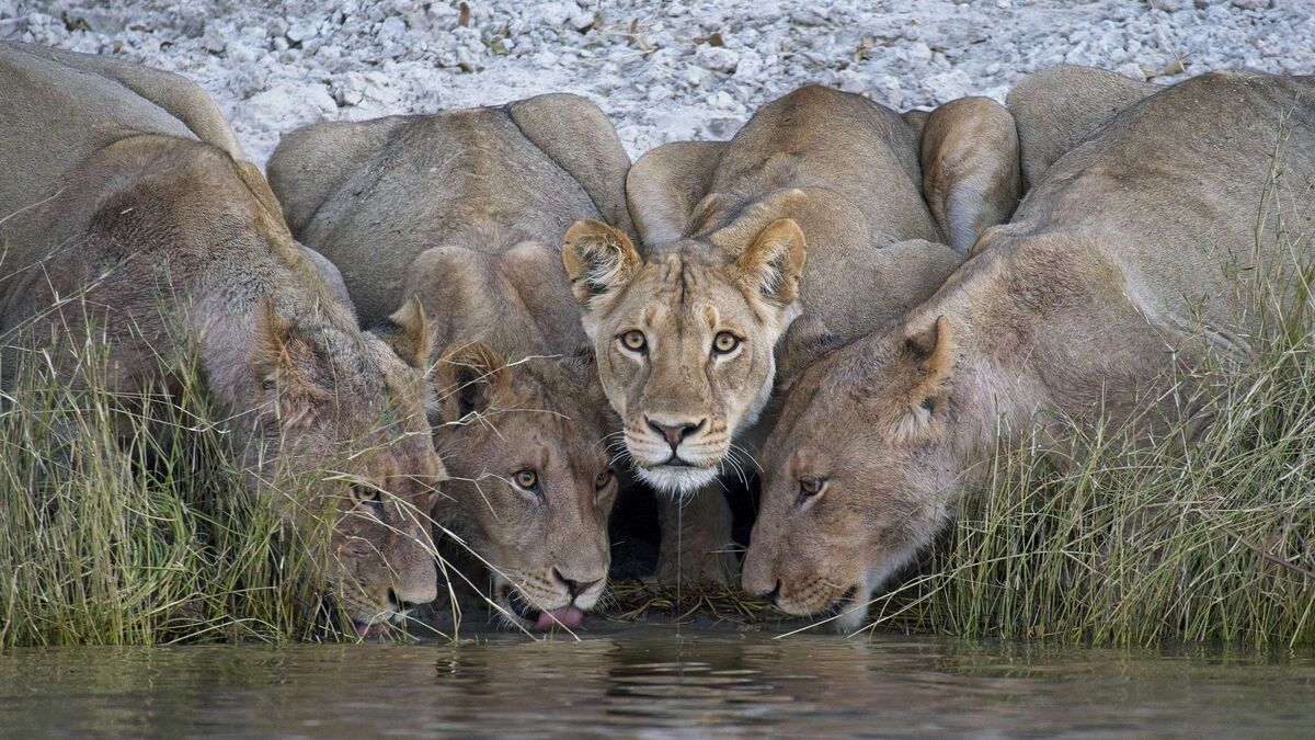 Metal Prints: On our trip to Africa last year, I was fortunate enough ...