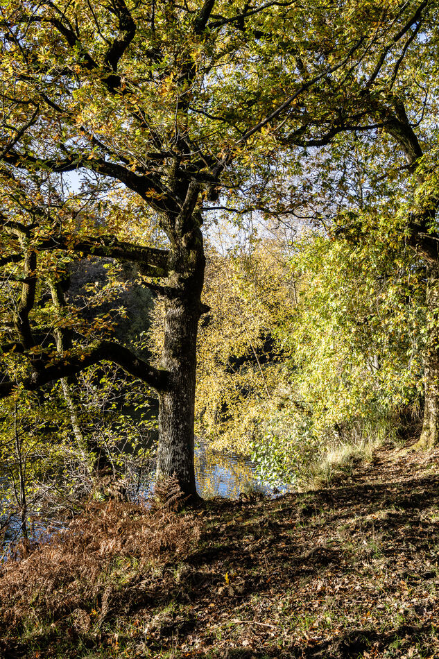 Back to Cannop: We went back to Cannop yesterday as the sun decided to ...