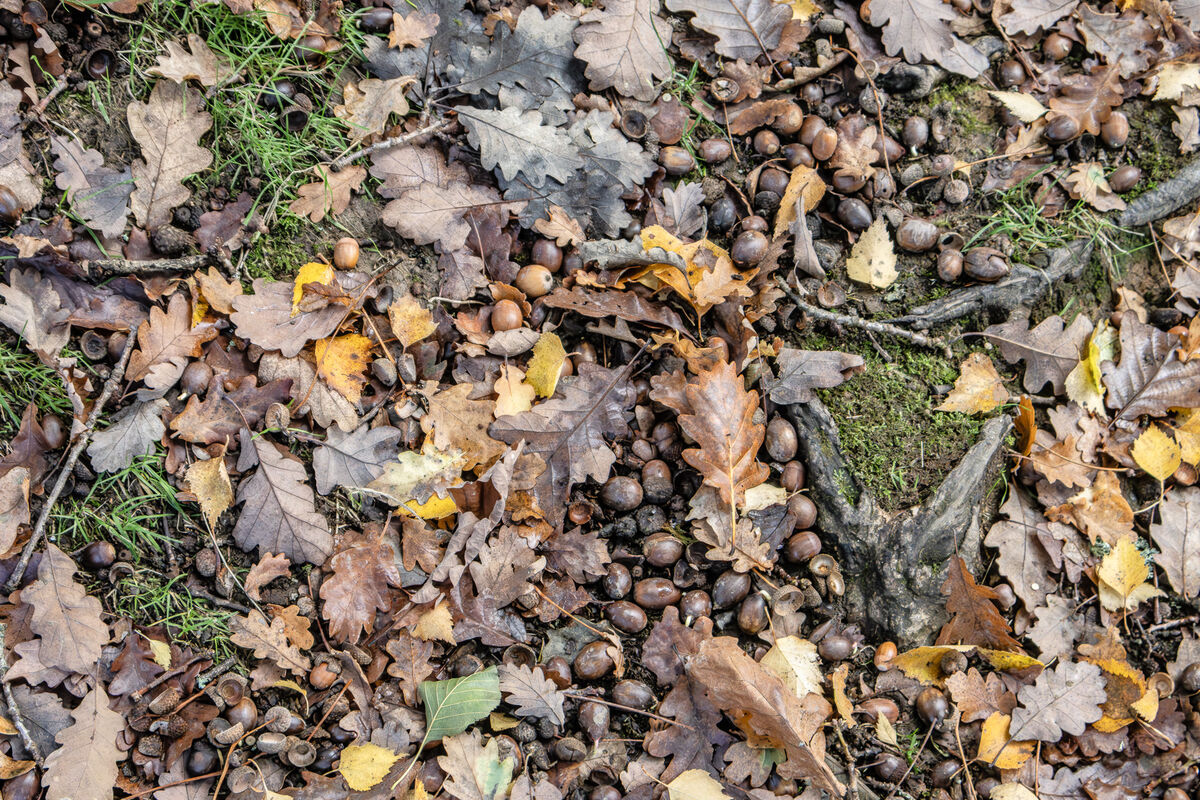 Back to Cannop: We went back to Cannop yesterday as the sun decided to ...