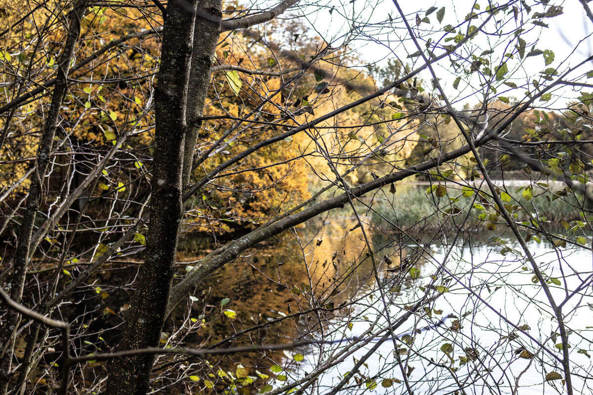 Back to Cannop: We went back to Cannop yesterday as the sun decided to ...