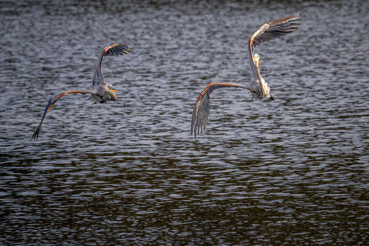 MOre GBH Chase Port Orchard 10-2025: Behind the Ford dealership, more ...
