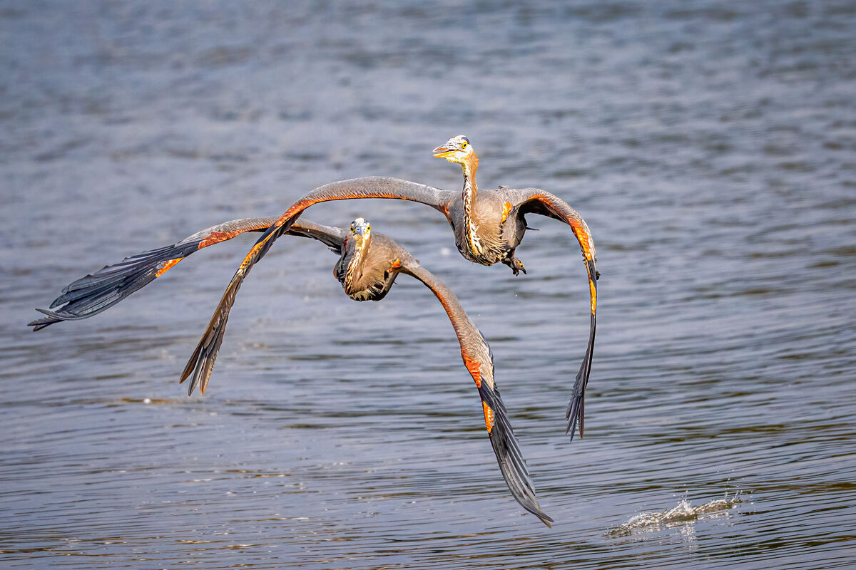 MOre GBH Chase Port Orchard 10-2025: Behind the Ford dealership, more ...