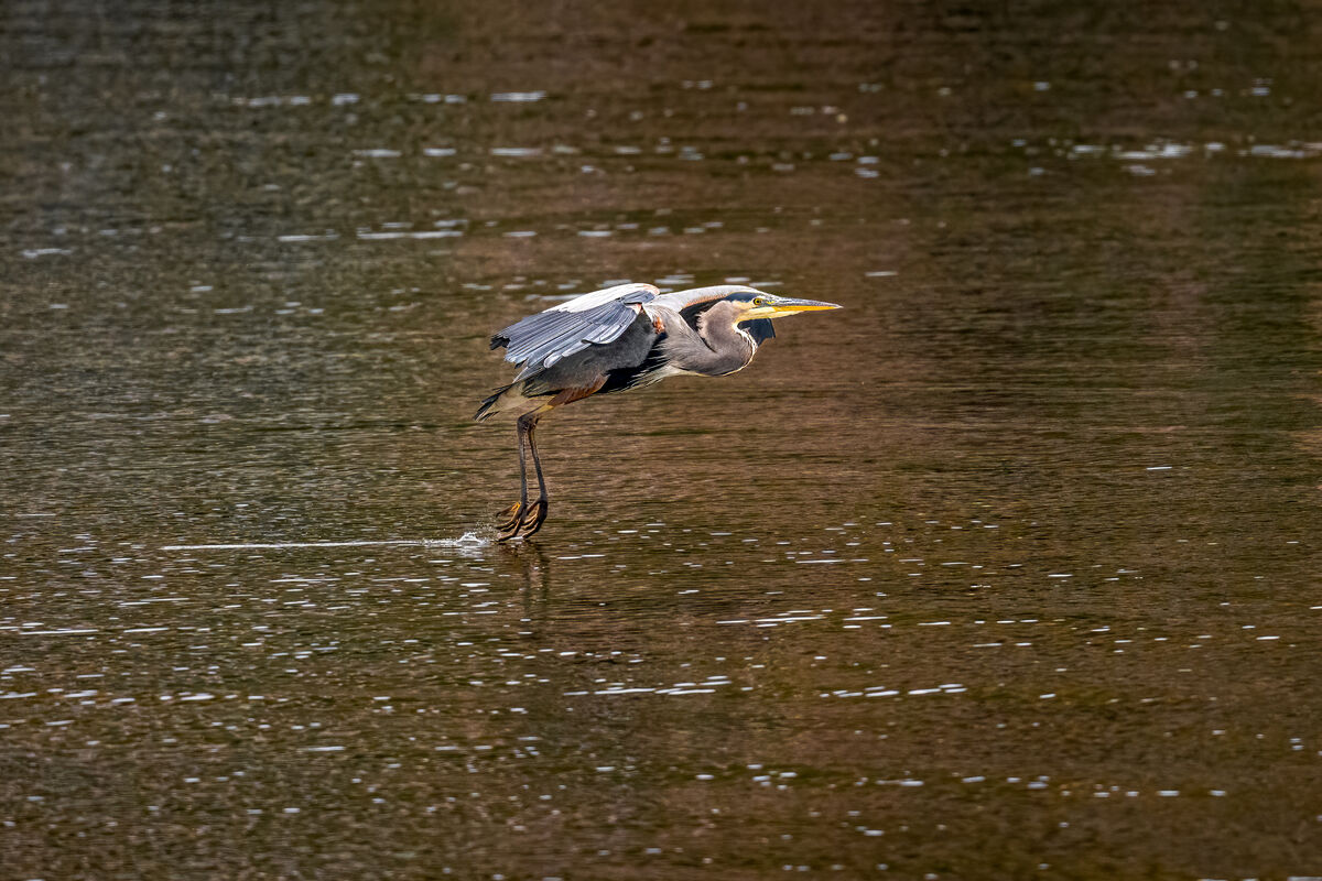 MOre GBH Chase Port Orchard 10-2025: Behind the Ford dealership, more ...
