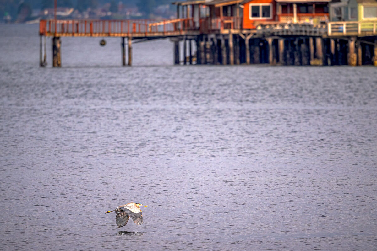 MOre GBH Chase Port Orchard 10-2025: Behind the Ford dealership, more ...