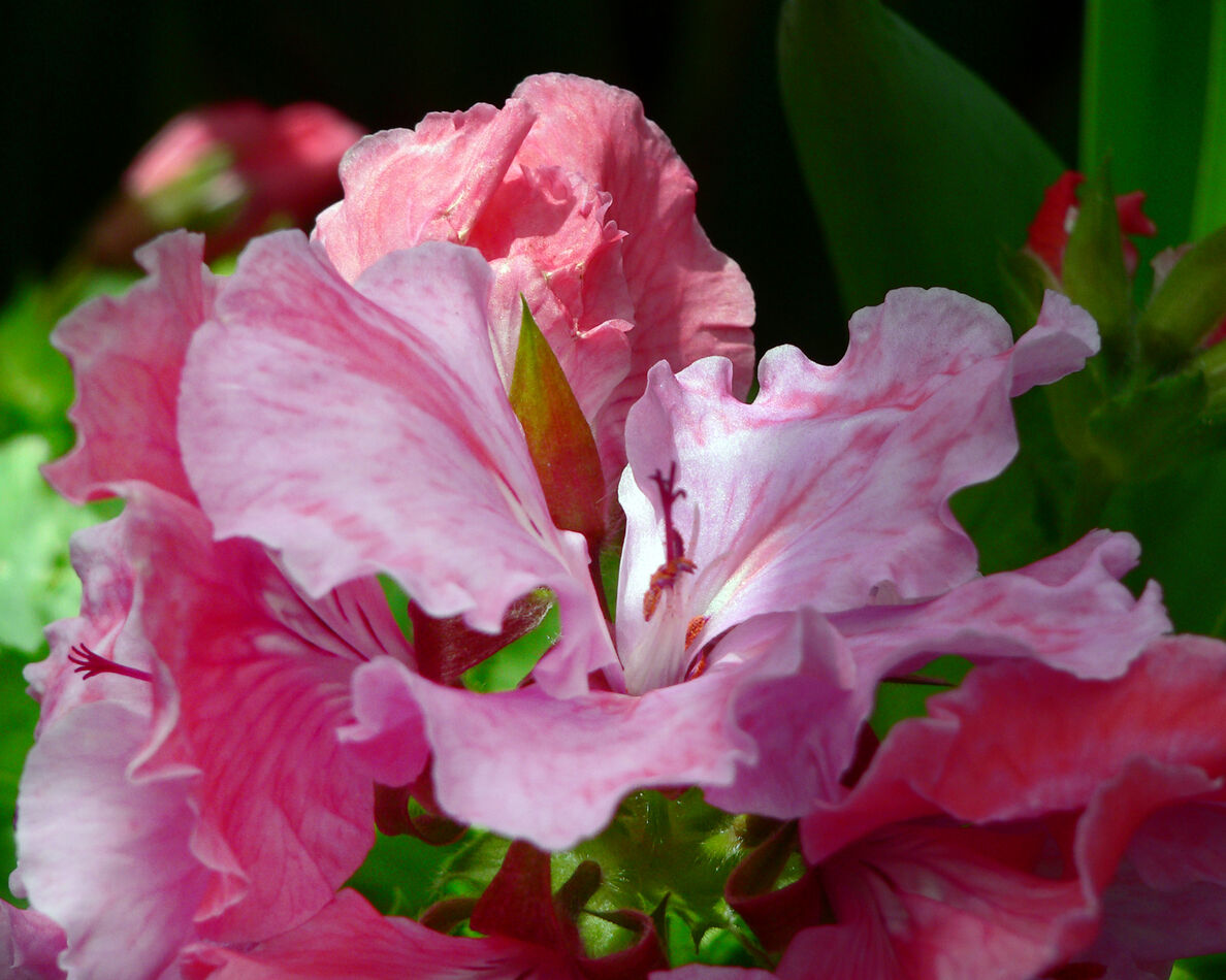 A Trio of Eye Catchers: Glorious pink geraniums