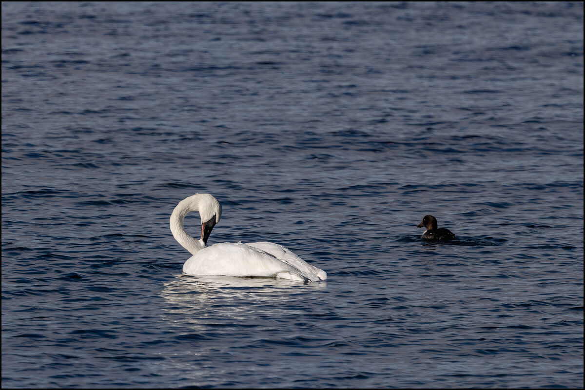 White Swan: These are the first descent pictures of a white swan I have ...