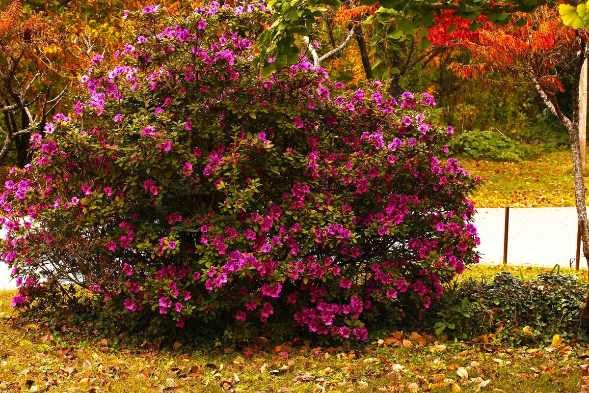 Springtime in November: We have had a warmish autumn in Fulton County ...