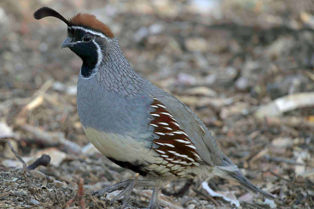 Fun yesterday at Desert Meadows Park: In addition to a few Quail ...