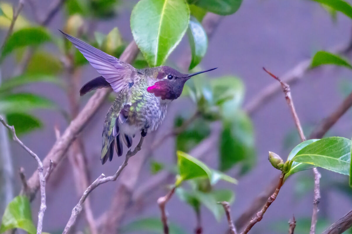 Anna's: Anna's hummingbird This guy was flying around today...