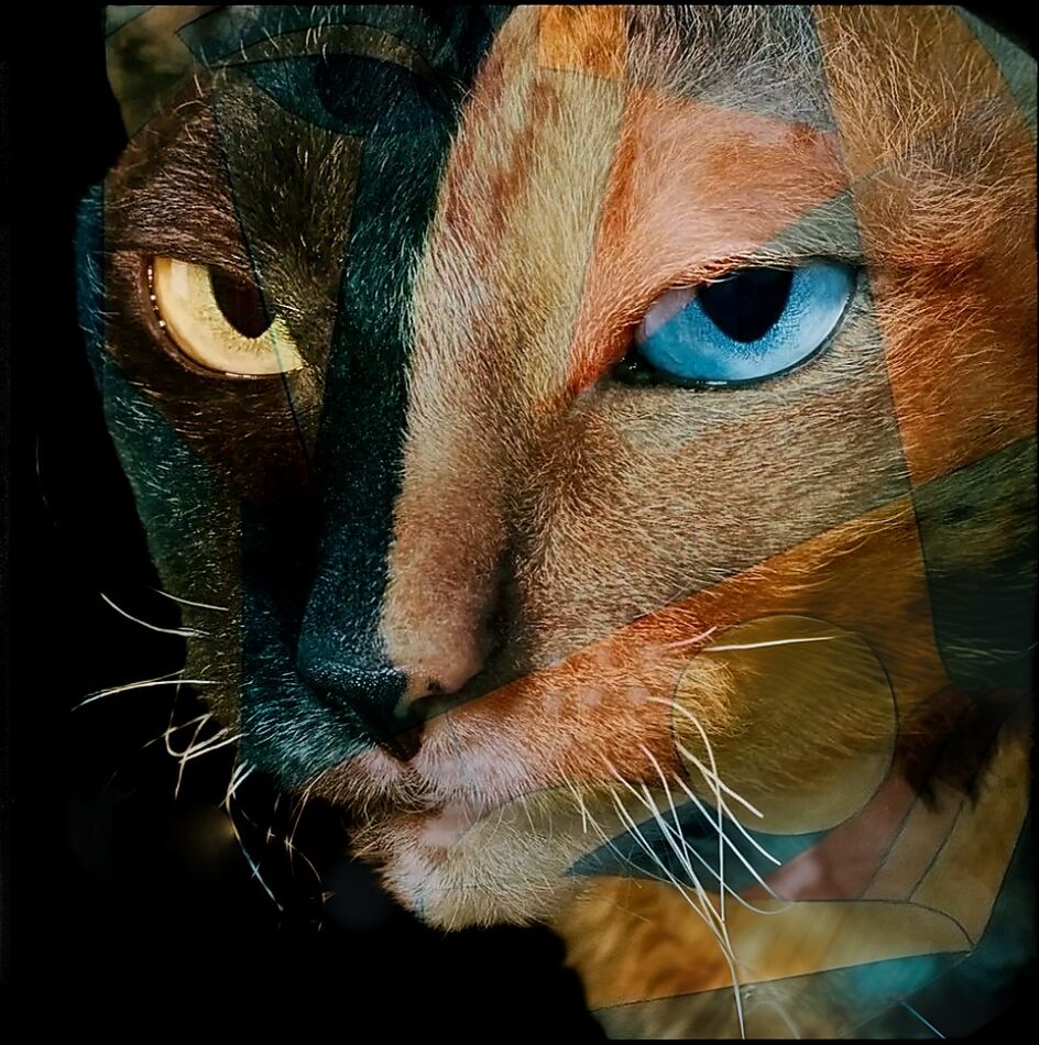 Two Tone Cat: I wanted to add some animals into the mix...