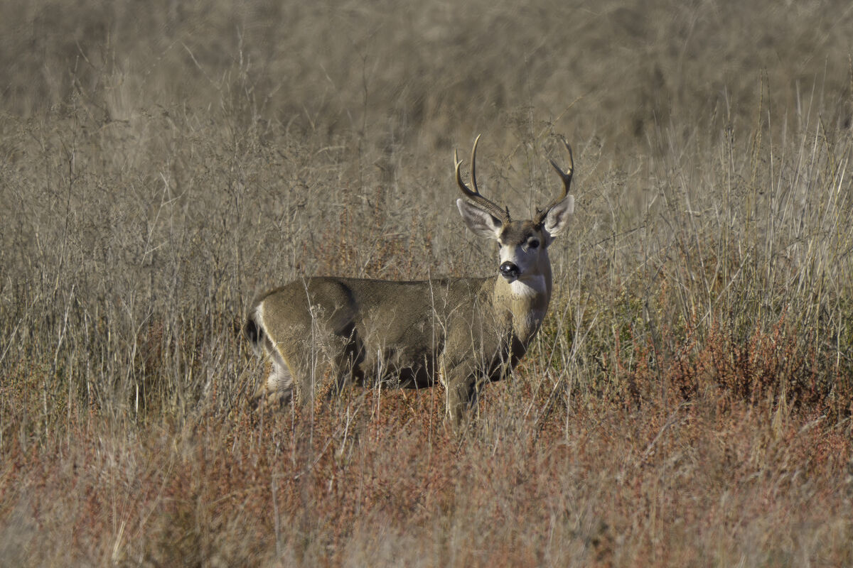 Another successful Bike ride into the marshlands: This weekend was ...