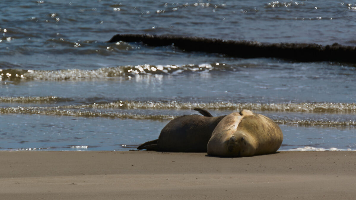 Meet Francisca: Piriápolis’ Miracle of the Tides: On a quiet October ...