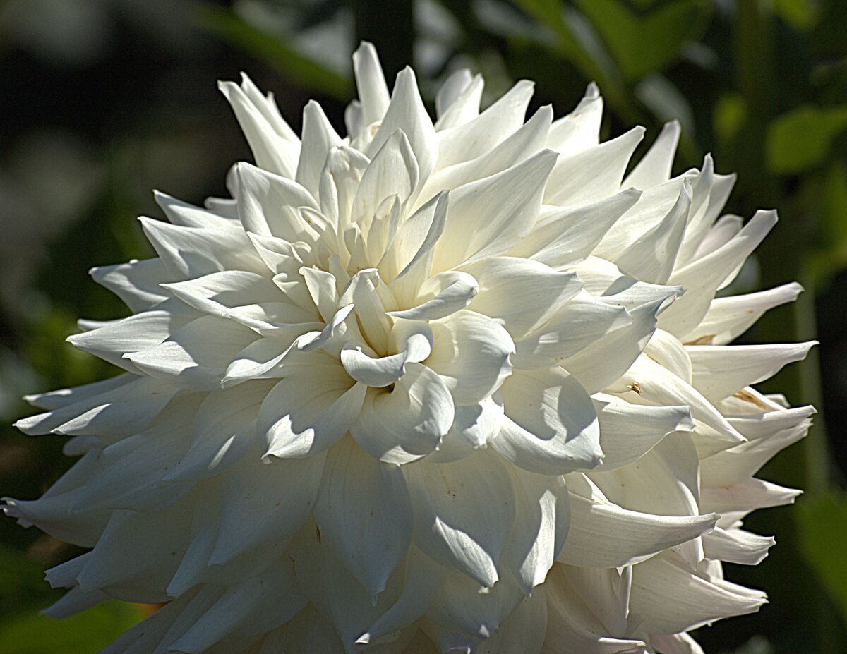 Dahlia Beauty: Off course, not in bloom in this weather, but enjoy 🤓🤓🤓🤓...