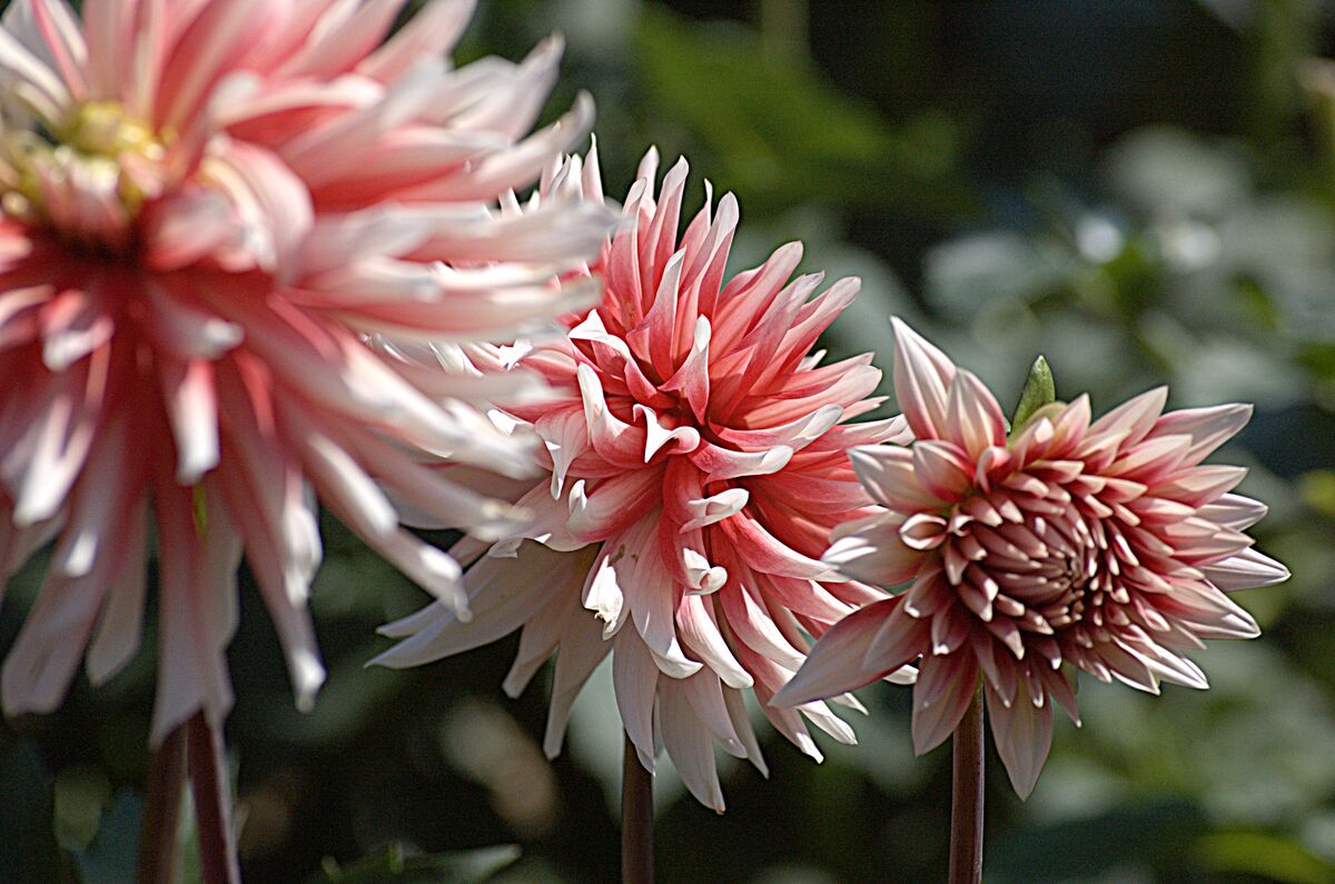 Dahlia Beauty: Off course, not in bloom in this weather, but enjoy 🤓🤓🤓🤓...