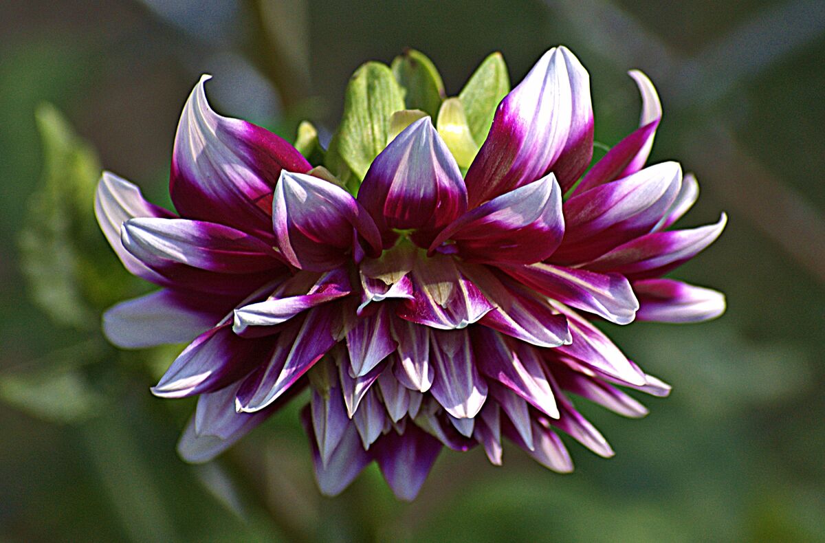Dahlia Beauty: Off course, not in bloom in this weather, but enjoy 🤓🤓🤓🤓...