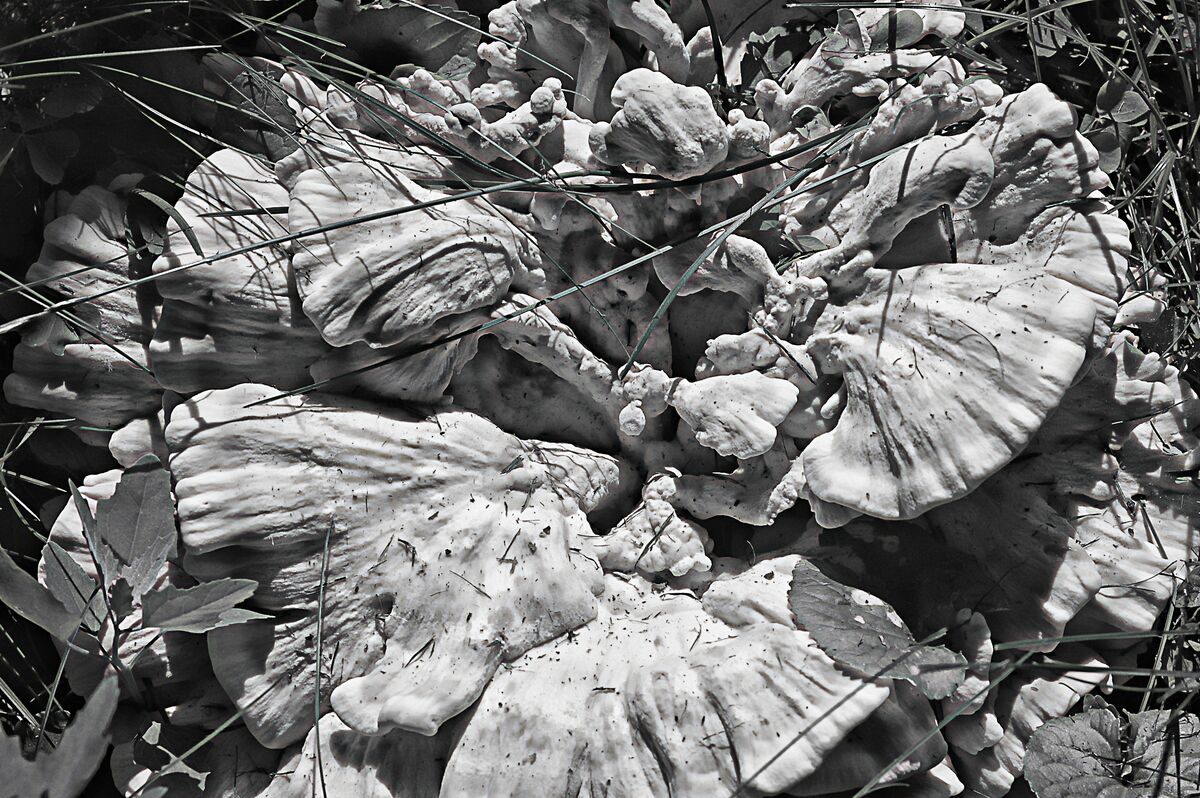 B&W Plant Trio: 🤗🤗🤗🤗...