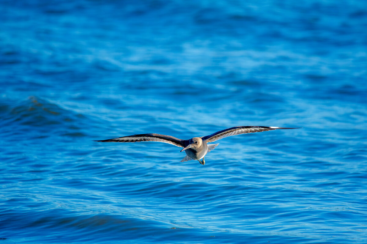 Willet: Flying around...