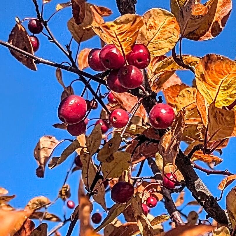 Neighborhood Crabapples: They really brighten up the day 😊😊😊😊...