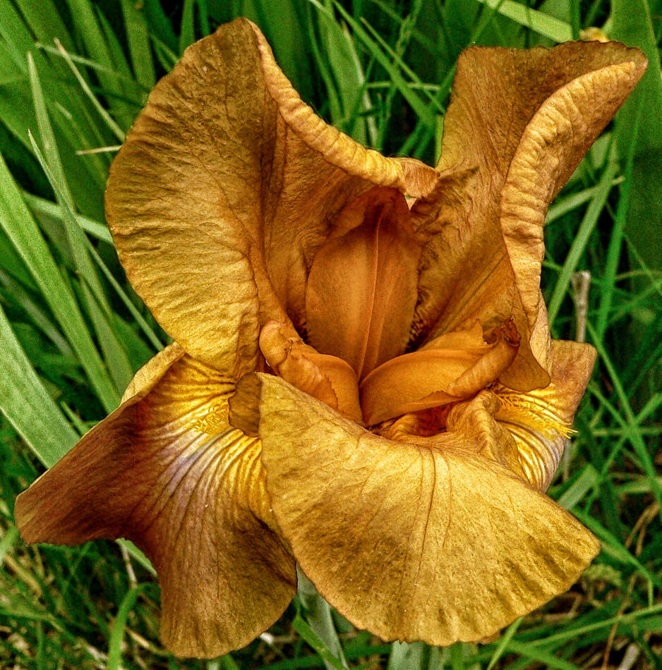 The Golden Duo: Two good-lookers 🌞🌞🌞🌞...