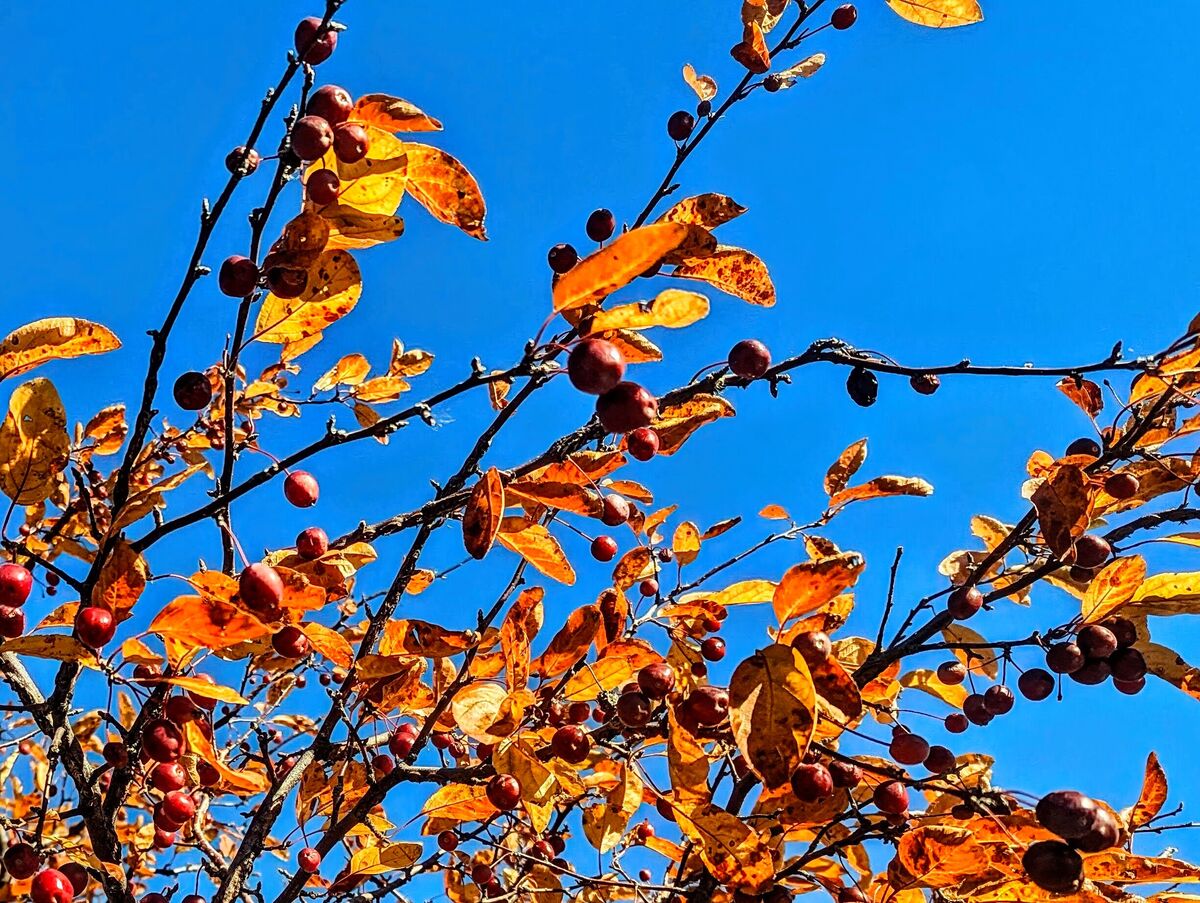 Neighborhood Crabapples: They really brighten up the day 😊😊😊😊...