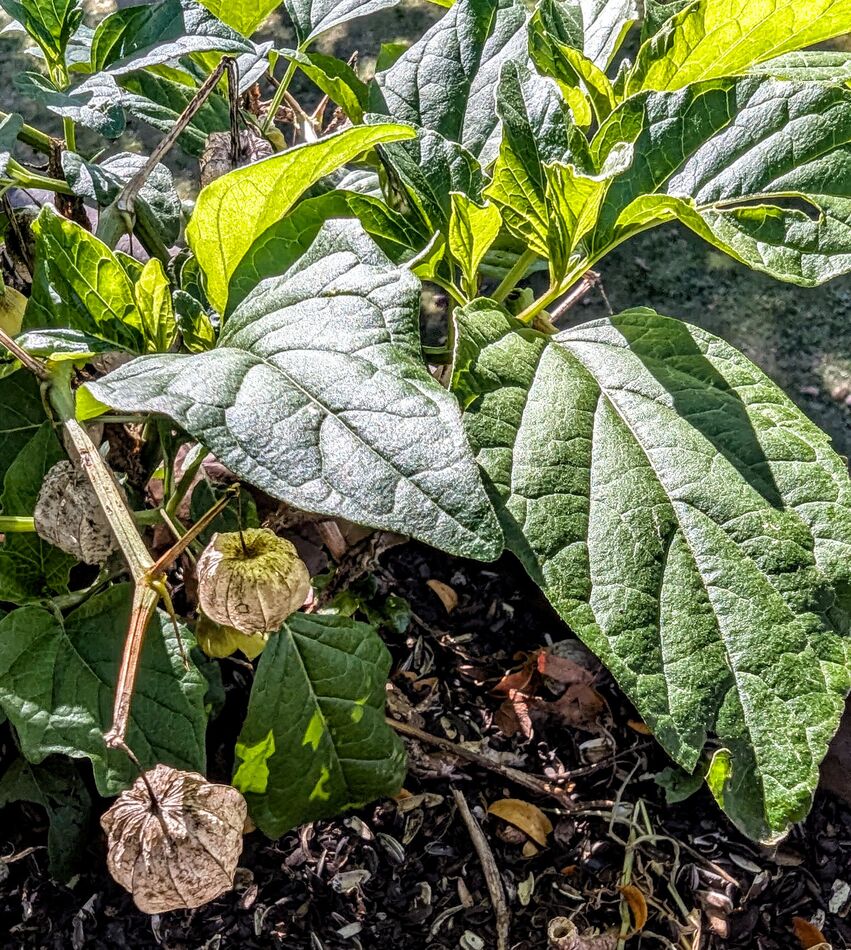 My Little Thinga-Mabobs.. ...are still entertaining me 💚🌞🌞💚...