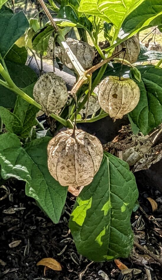 My Little Thinga-Mabobs.. ...are still entertaining me 💚🌞🌞💚...