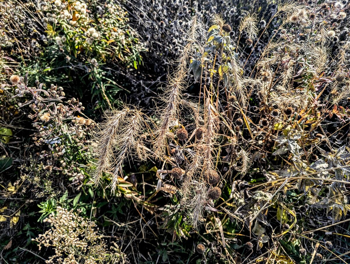 Dried As Can Be: HS wildflower garden: No rain for about a month, and ...