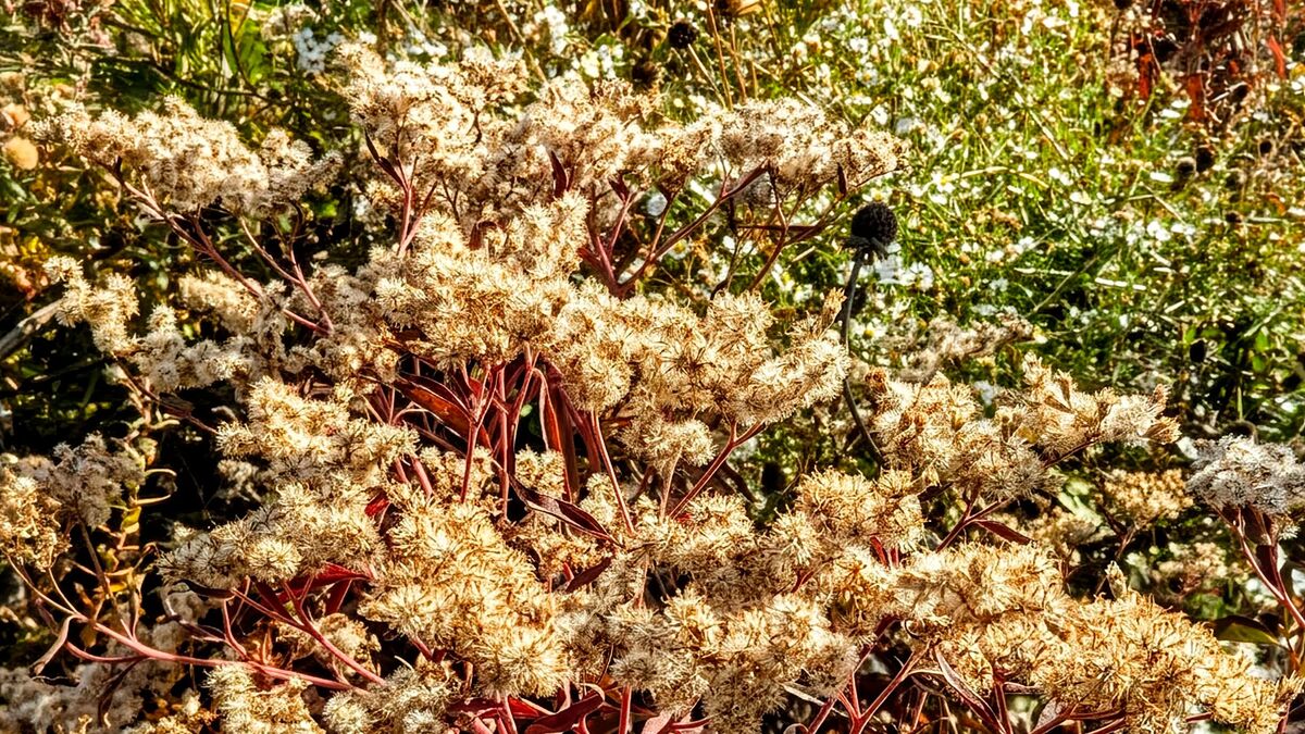 Dried As Can Be: HS wildflower garden: No rain for about a month, and ...