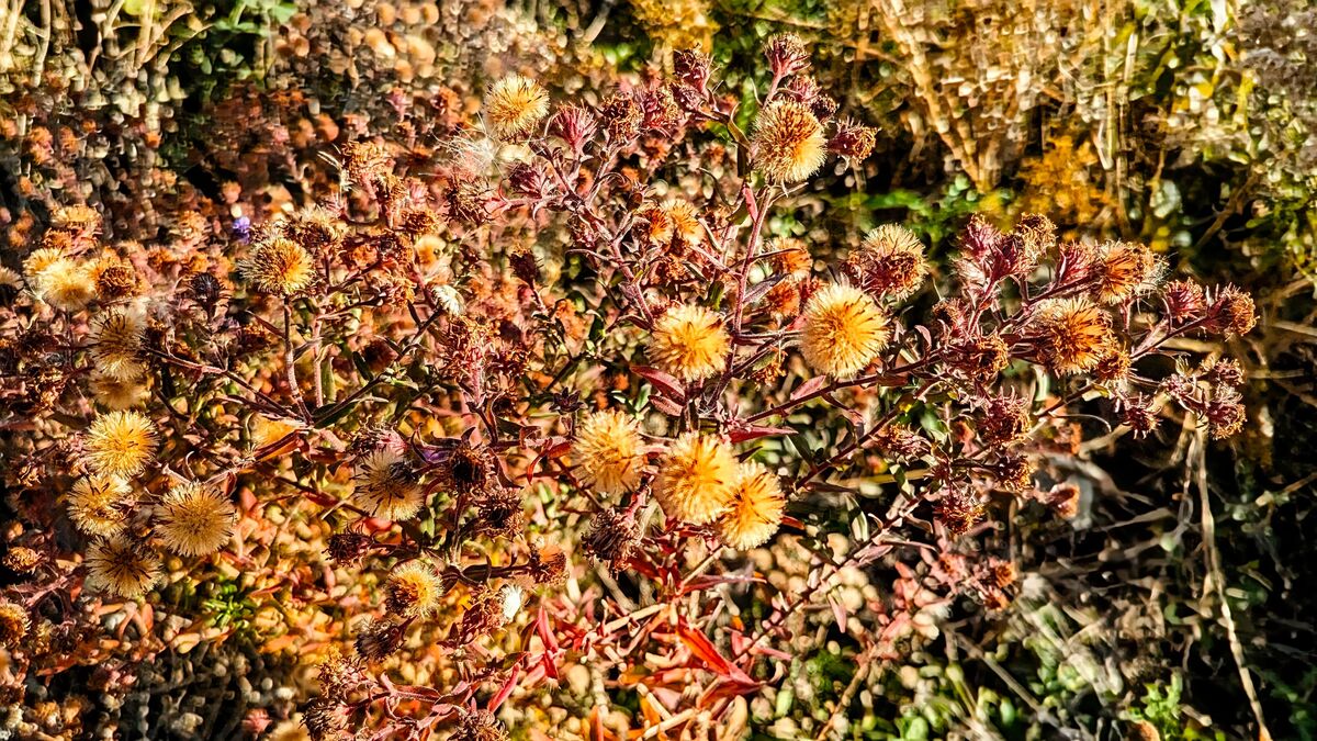 Dried As Can Be: HS wildflower garden: No rain for about a month, and ...