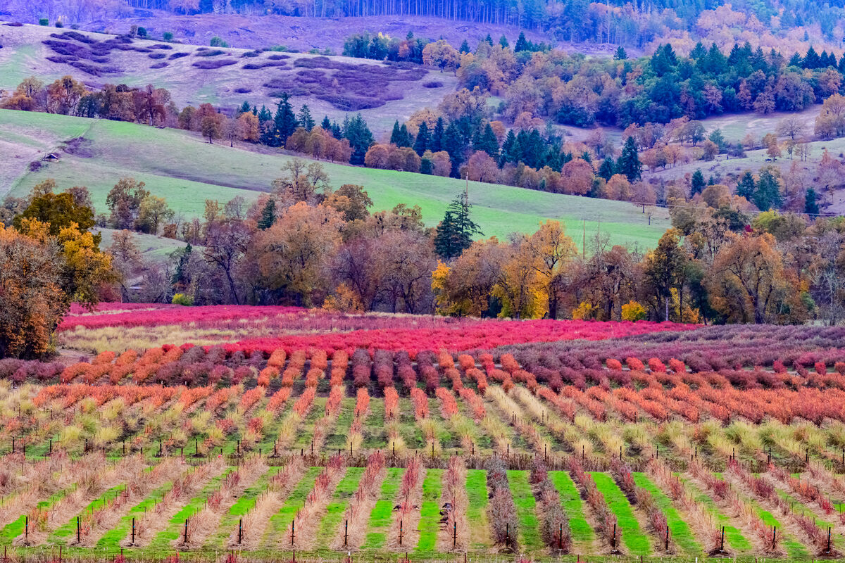 My neighborhood: Fall color...