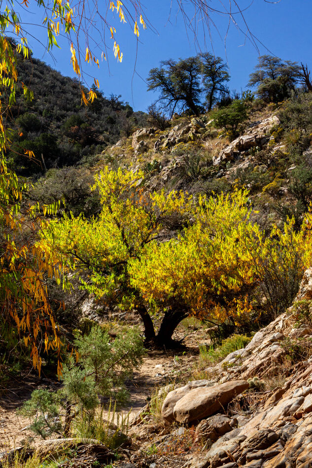Gold Gulch, Burro Mountains, Southwest NM #2: Here are the rest of the ...