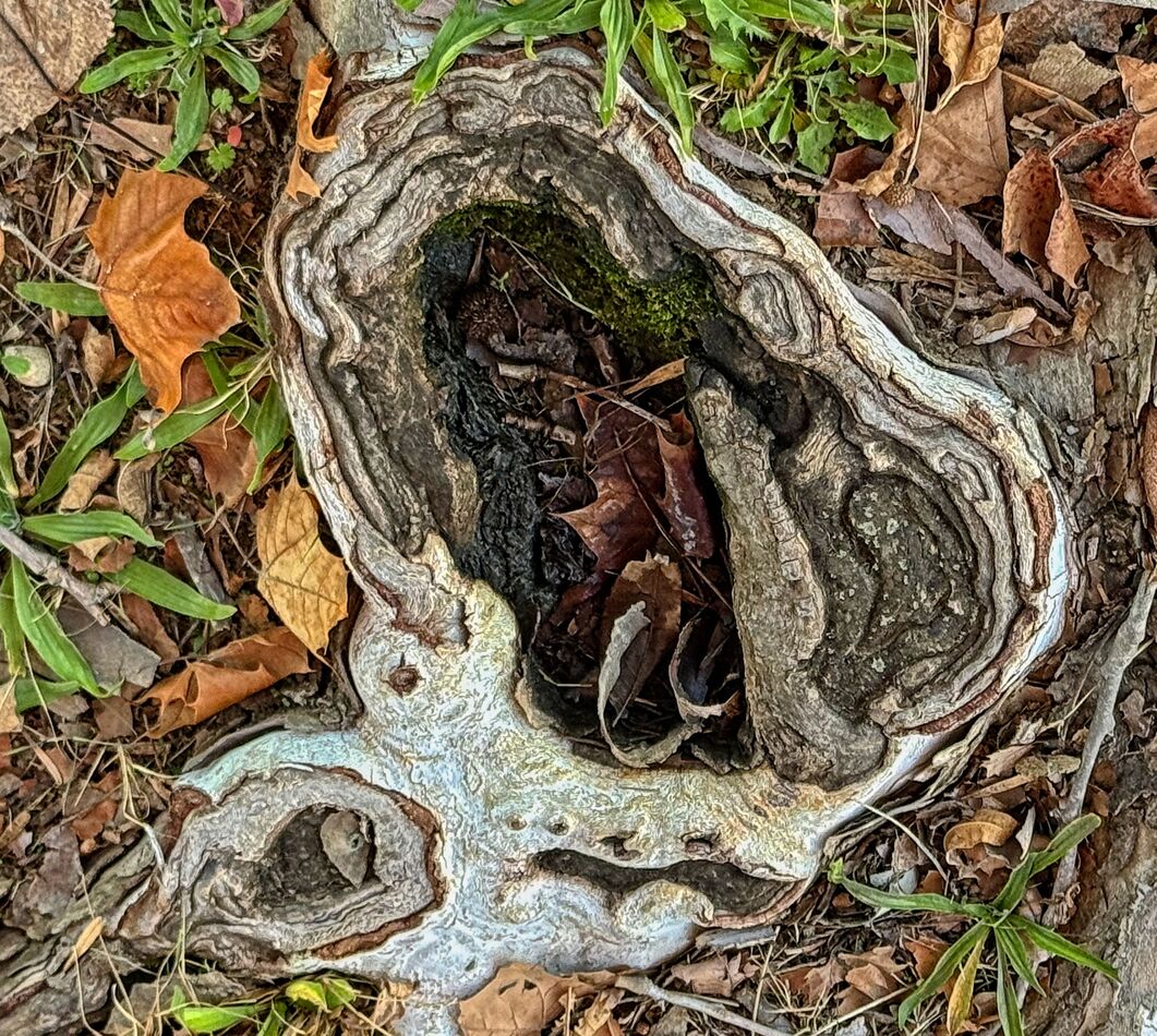 Some unusual pieces of tree stumps: I think these are tree stumps, but ...