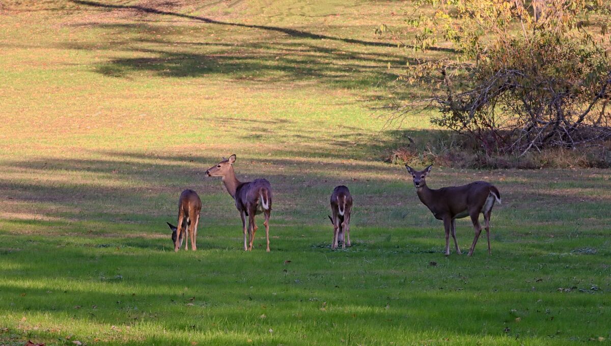 The deer finally showed up: While up at the creek I was frustrated as ...