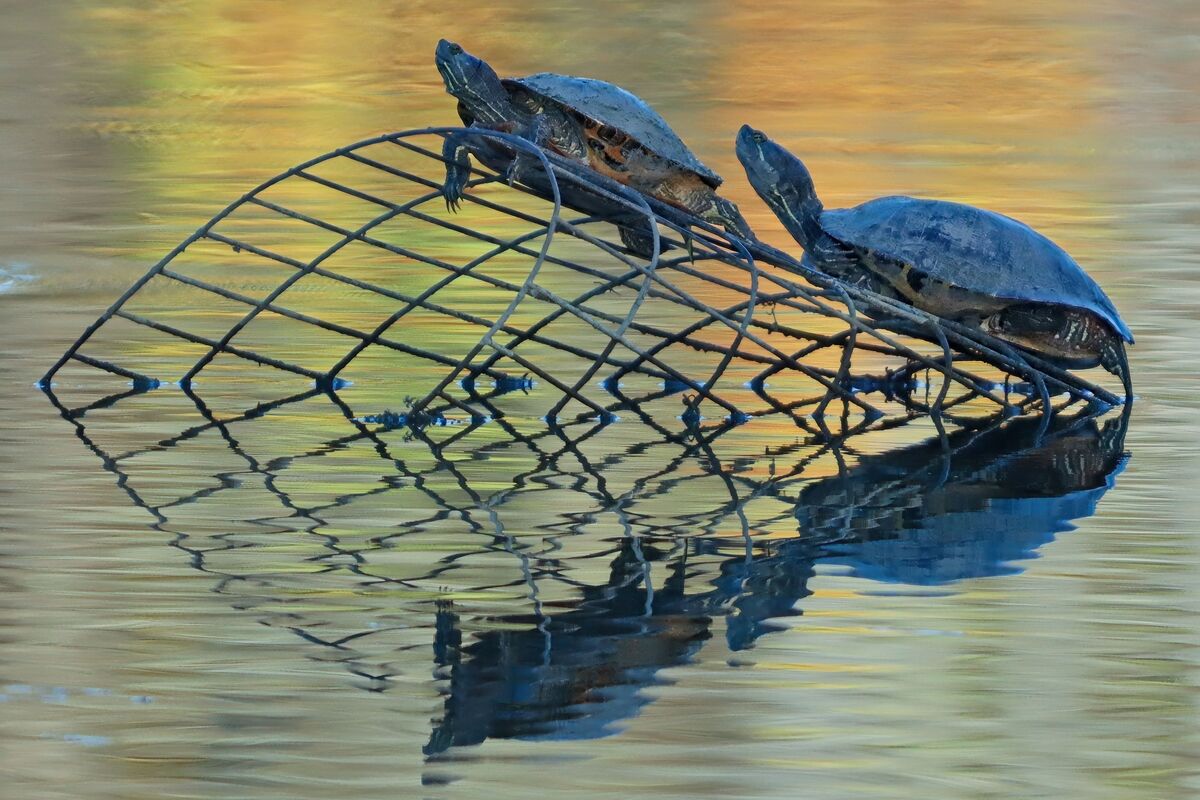 Some turtles just hanging out on the wire cages: Still not sure of the ...