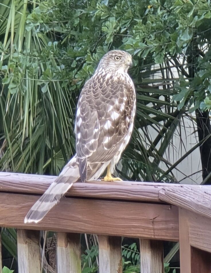 Hawk: Sat for a while on the edge of our deck. Probably looking for ...