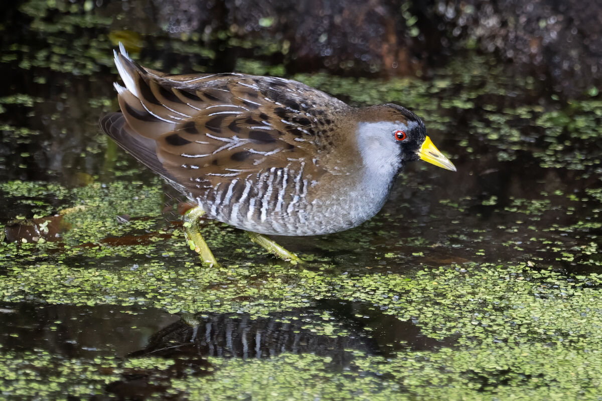 Sora: Sora. Peaceful waters, wellington fl. Nikon Z8, Nikon 400mm f4.5 ...