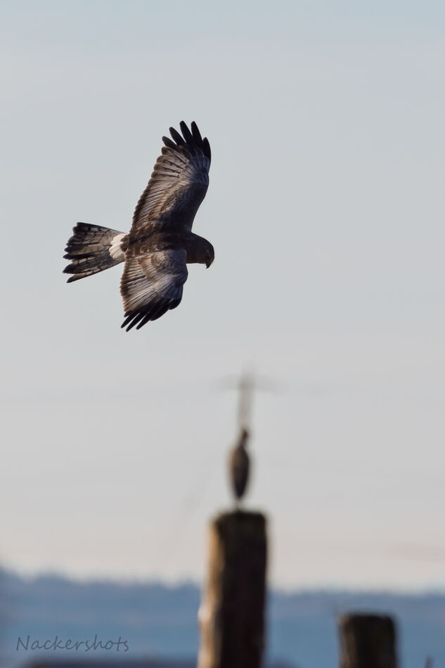 Northern Harriers a plenty: Sadly, I watched them chase off the rough ...