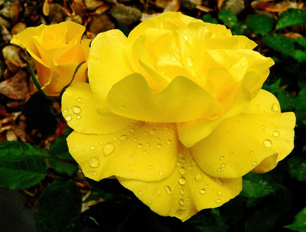 Yellow: For All of Us Housebound Souls: Snow can be cheery, but without ...