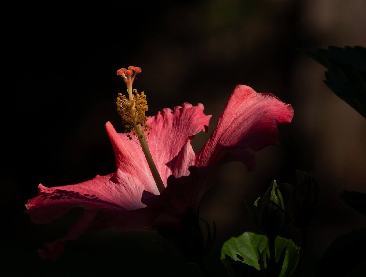Remembering summer flowers: Bloom all summer.